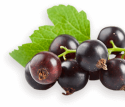 Fer acide folique - Biofar